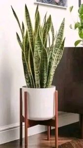 Indabuko Yakho » Incazelo ngeSikholokotho (Snake Plant )