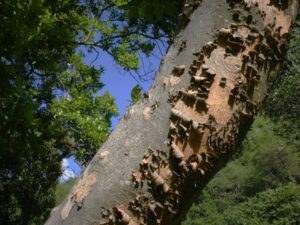 Indabuko Yakho » Incazelo ngoMdubu (Combretum erythrophyllum)