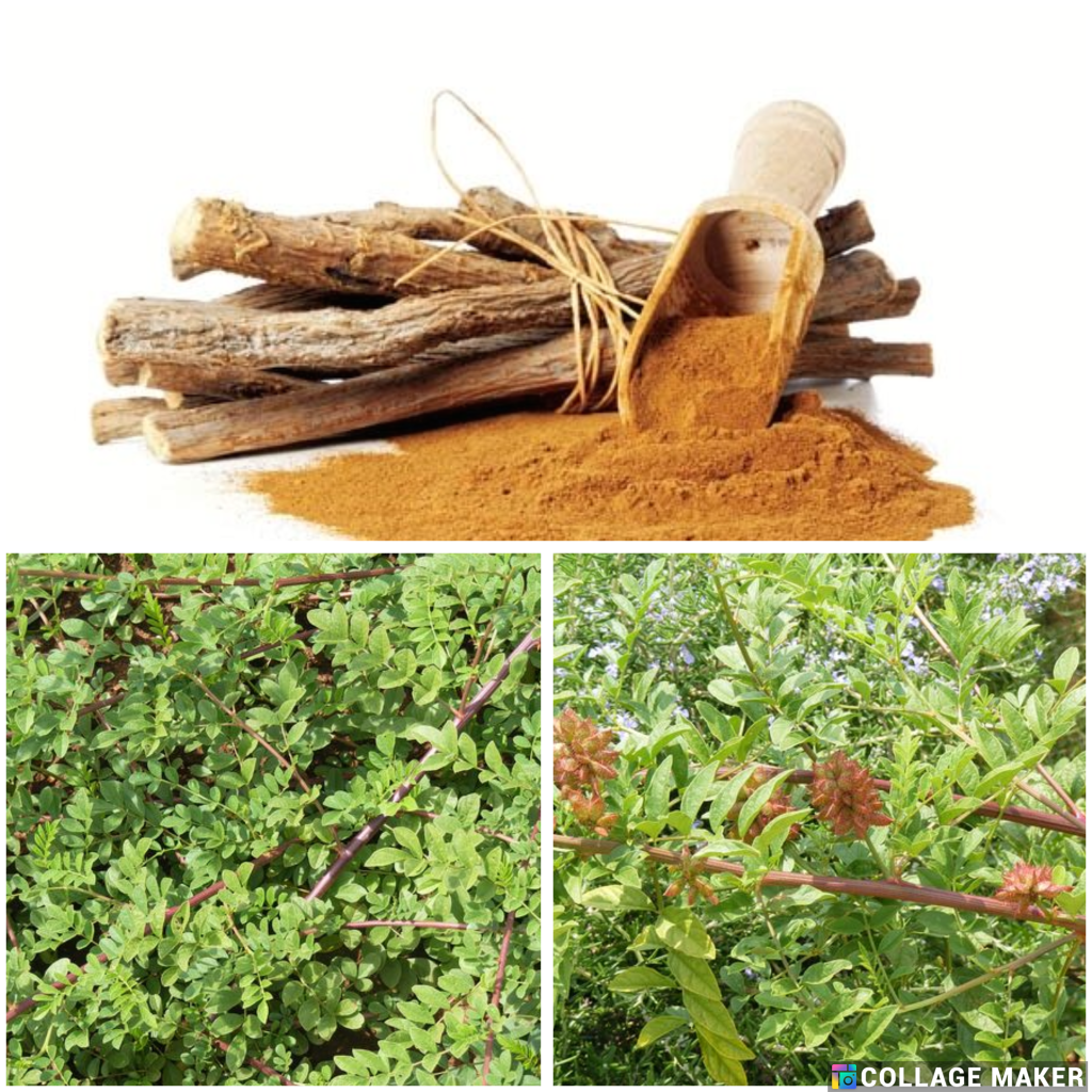 Indabuko Yakho » Incazelo ngoMlomomnandi\Liquorice\Glycyrrhiza glabra: