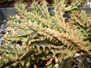 Indabuko Yakho » Incazelo ngoZililo\uNozililo\Huernia hystrix\Stapelia ...