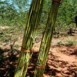Indabuko Yakho » Ukudla kwaseMasimini: