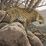 Indabuko Yakho » Izilwane zaseNdle ezidla ezinye izilwane{Carnivores}