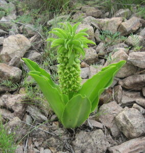 Indabuko Yakho » Incazelo ngoMathunga (Eucomus autumnalis)