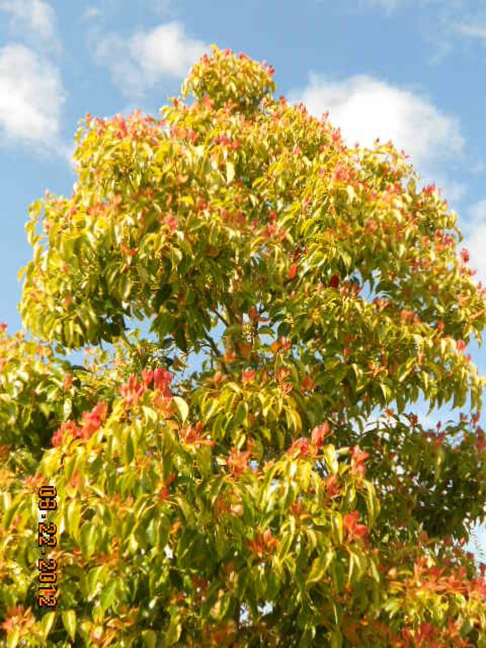 Indabuko Yakho » Incazelo ngoLozilina umuthi woGazi(Cinnamomum camphora)