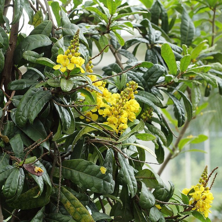 Indabuko Yakho » Incazelo ngoMabophe(uMabopha , Acridocarpus natalitius )