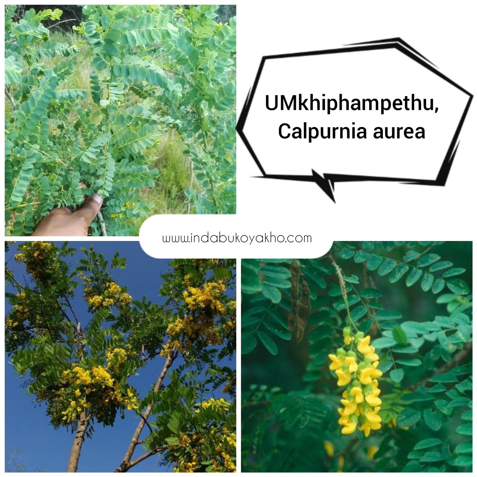 Indabuko Yakho » Incazelo ngoMkhiphampethu ( Calpurnia aurea)