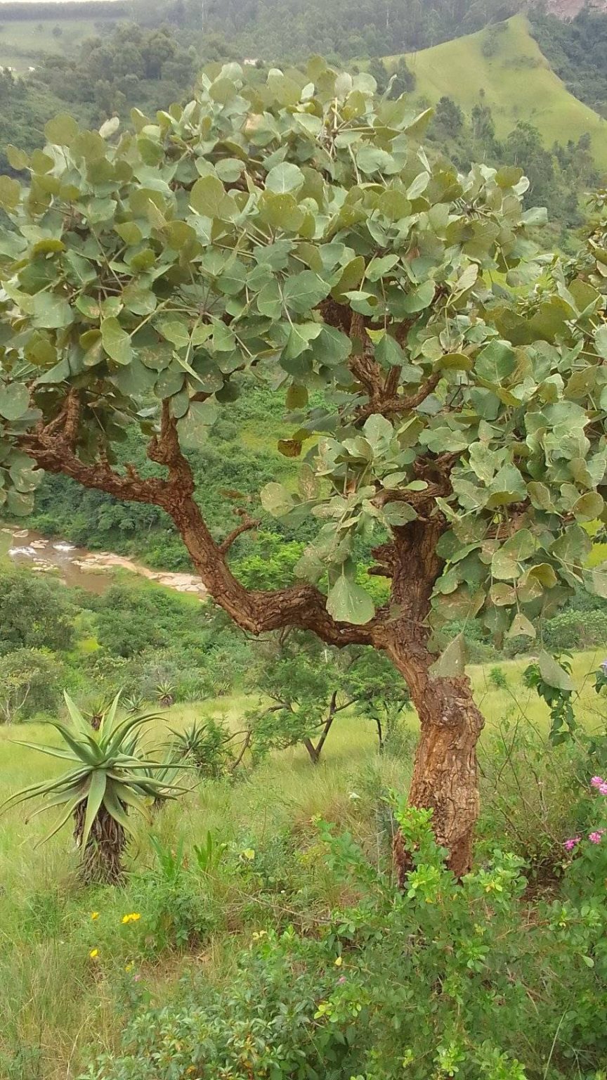 Indabuko Yakho » Incazelo ngoMgqwabagqwaba (Erythrina latissima ...
