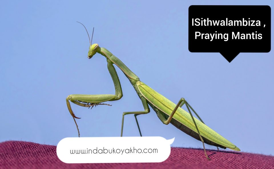 Indabuko Yakho » Incazelo ngeSithwalambiza (The Praying Mantis)