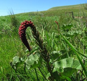 Indabuko Yakho » Incazelo ngoGobho(Wild Rhuharb \Gunnera perpensa\Ipuzi ...