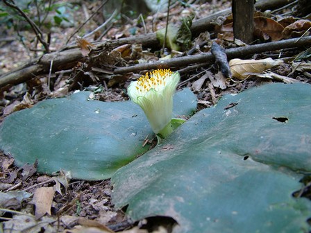 Indabuko Yakho » Incazelo ngoZeneke(Harmanthus Deformis)