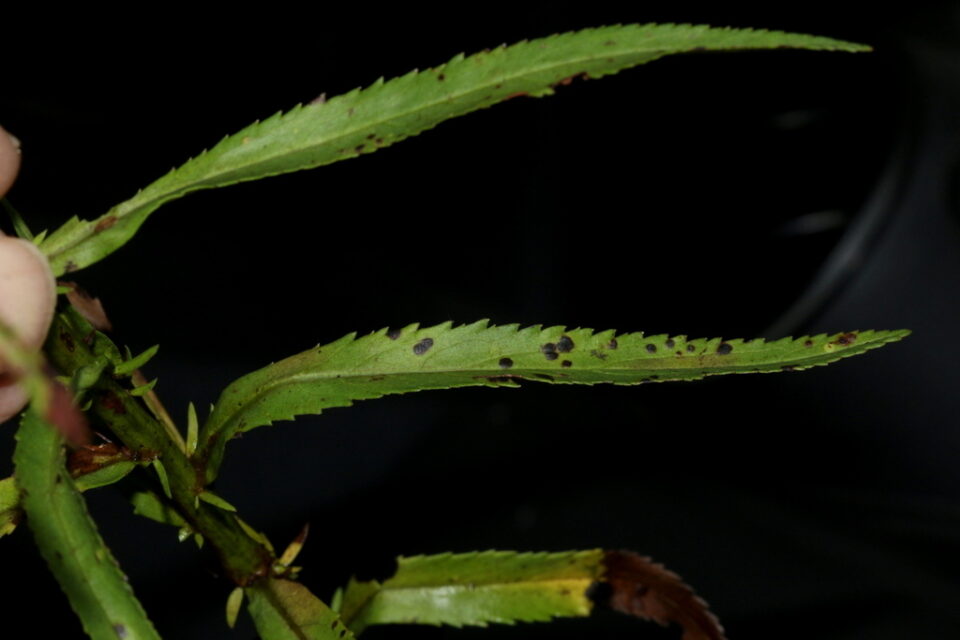 Indabuko Yakho » Incazelo ngoNsukumbili (Senecio gregatus)